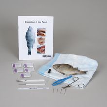 Perch Anatomy Kit with Dissecting Set | Carolina Biological Supply