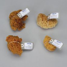 Commercial Sponge Set | Carolina Biological Supply