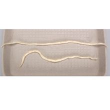 Ascaris Roundworm Dissection