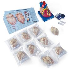 Cardiovascular System Bundle | Carolina Biological Supply