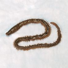 Preserved Nereis, 8 to 12" | Carolina Biological Supply