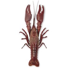 Carolina's Perfect Solution® Crayfish, 4"+, Plain, Bulk Bag of 10 ...