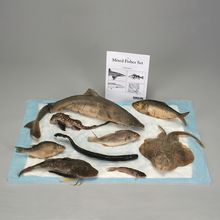 Preserved Mixed Fish Set | Carolina Biological Supply