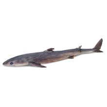 Formalin Preserved Sharks, 27"+ | Carolina Biological Supply