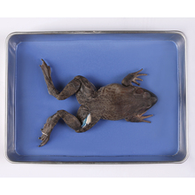 Formalin Bullfrog, 5"+, Double Injection, Pail | Carolina Biological Supply