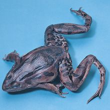 Formalin Preserved Frogs, 3 to 4" | Carolina Biological Supply