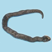 Formalin Snake | Carolina Biological Supply