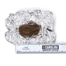 Large Owl Pellet | Carolina Biological Supply