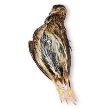 Carolina's Perfect Solution® Preserved Quail, Plain | Carolina ...