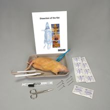 Rat Anatomy Kit with Dissecting Set | Carolina Biological Supply