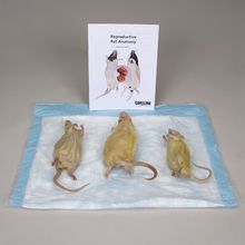 Reproductive Rat Anatomy Kit | Carolina Biological Supply