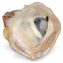 Carolina's Perfect Solution® Pig Eye, Plain, Pail | Carolina Biological ...