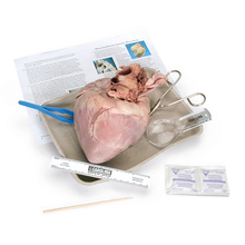 Carolina's Young Scientist™ Heart Dissection Kit | Carolina Biological ...
