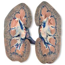 Carolina's Perfect Solution® Pig Kidney, Double Injection, 1 Per Bag ...