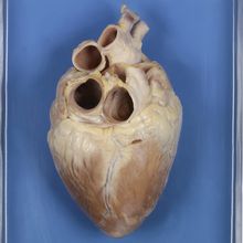 Preserved Demonstration Pig Heart | Carolina Biological Supply