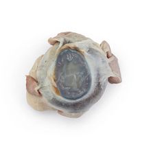 Carolina's Perfect Solution® Preserved Sheep Eyes, Plain | Carolina ...
