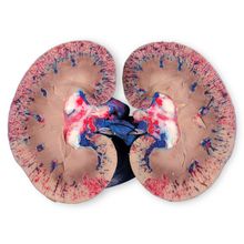 Carolina's Perfect Solution® Sheep Kidney, Double Injection, 1 Per Bag ...