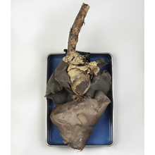 Formalin Sheep Pluck with Liver, Plain, Pail | Carolina Biological Supply