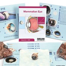 Mammalian Eye Dissection BioKit® | Carolina Biological Supply