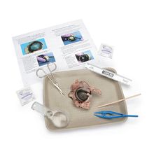Carolina's Young Scientist™ Eye Dissection Kit | Carolina Biological Supply