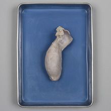 Formalin Preserved Bull Testicles, Plain | Carolina Biological Supply