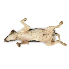 Formalin Preserved Dogs | Carolina Biological Supply