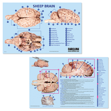 Carolina® Brain Dissection Mat | Carolina Biological Supply
