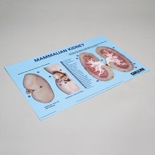 Carolina® Kidney Dissection Mat | Carolina Biological Supply