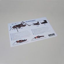 Carolina® Grasshopper Dissection Mat | Carolina Biological Supply