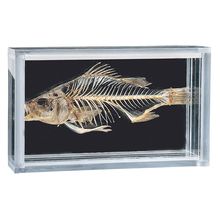 Fish Skeleton | Carolina Biological Supply