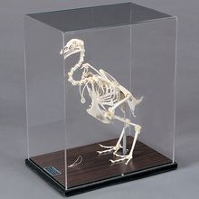 Chicken Skeleton, Articulated | Carolina Biological Supply