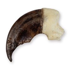 Polar Bear Claw | Carolina Biological Supply