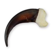 Grizzly Bear Claw | Carolina Biological Supply