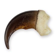 Black Bear Claw | Carolina Biological Supply