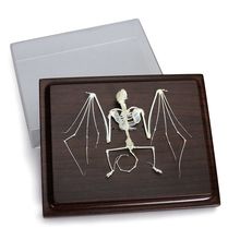 Bat Skeleton | Carolina Biological Supply