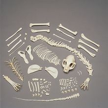Cat Skeleton, Disarticulated | Carolina Biological Supply
