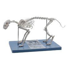 Cat Skeleton Model | Carolina Biological Supply