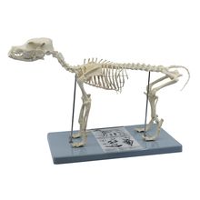 Dog Skeleton Model | Carolina Biological Supply