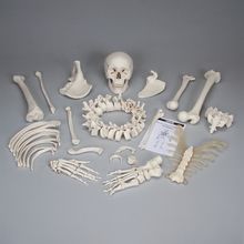 3B® Disarticulated Human Half Skeleton | Carolina Biological Supply