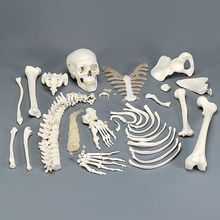 3B® Disarticulated Human Half Skeleton | Carolina Biological Supply