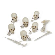 Forensic Geographic Ancestry Human Skulls Set | Carolina Biological Supply