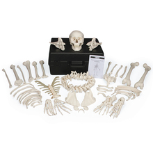 3B® Disarticulated Human Skeleton | Carolina Biological Supply