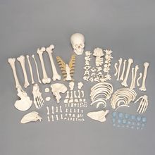 Somso® Disarticulated Human Skeleton, Number Coded | Carolina ...