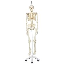 3B® Human Skeleton, Hang-Up | Carolina Biological Supply