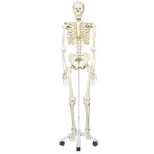 3B® Human Skeleton, Rod-Supported | Carolina Biological Supply