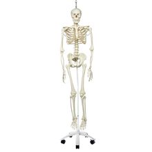 3B® Human Physiology Skeleton | Carolina Biological Supply
