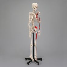 Altay® Economy Human Muscular Skeleton, Rod-Supported | Carolina ...