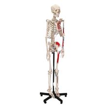 Altay® Human Muscular Skeleton, Rod-Supported | Carolina Biological Supply