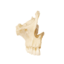 Somso® Loose Human Skull Bone, Right Superior Maxilla | Carolina ...
