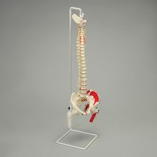 Altay Flexible Vertebral Column with Femur Heads and Muscle Insertions ...